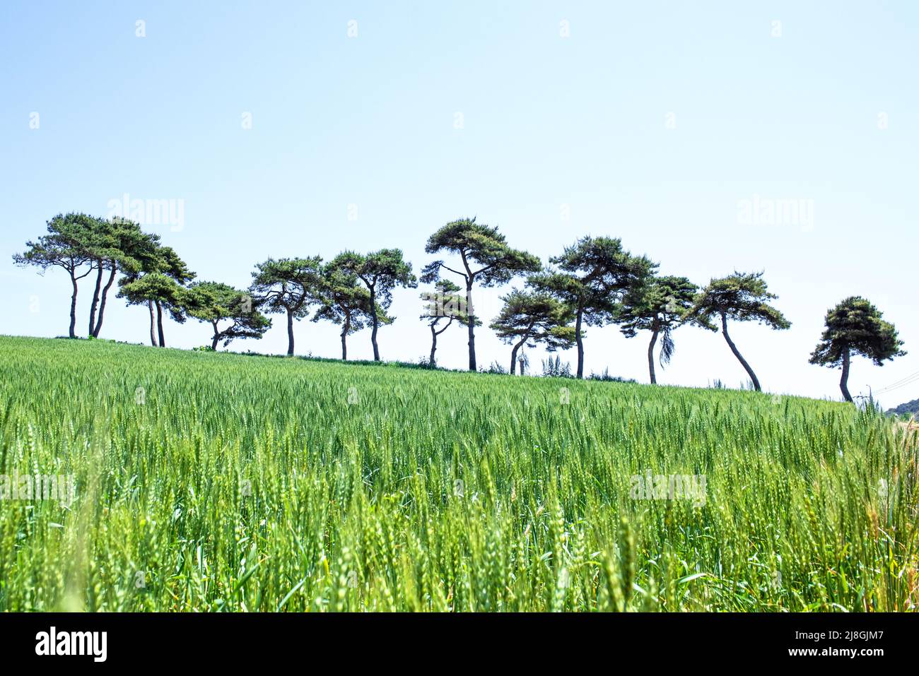 The beautiful fine tree forest around green barley field Stock Photo ...
