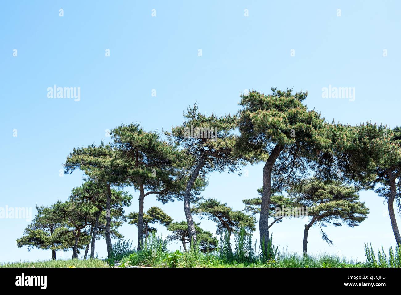 The beautiful fine tree forest around green barley field Stock Photo ...