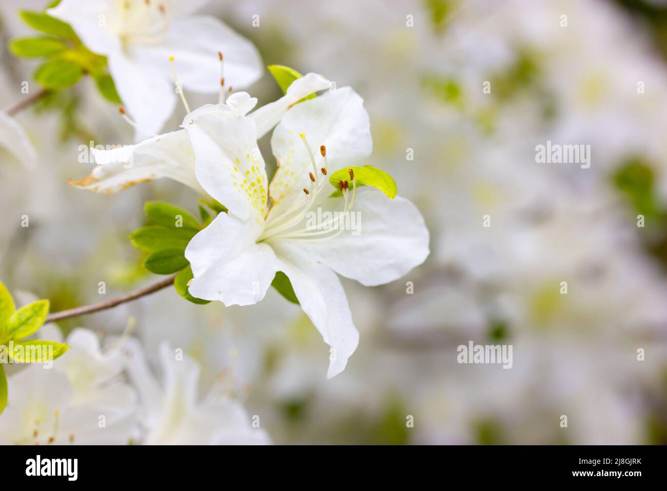 White azalea buds in bloom. Rhododendrons blossoming in spring Japanese ...