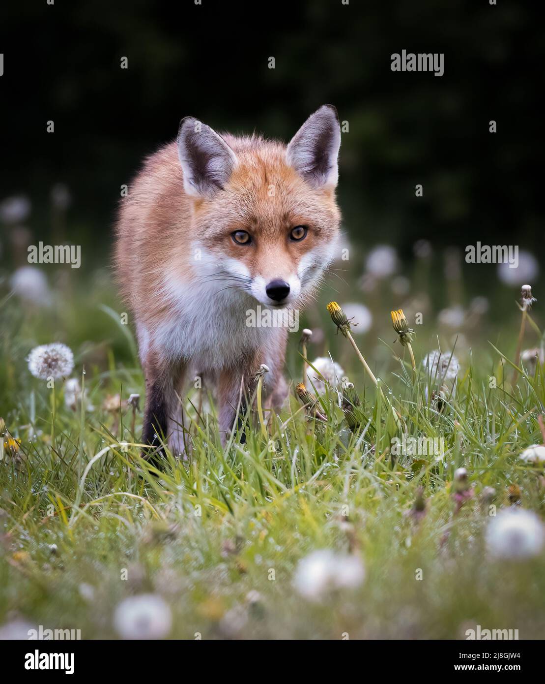 Red Fox portraits Stock Photo - Alamy