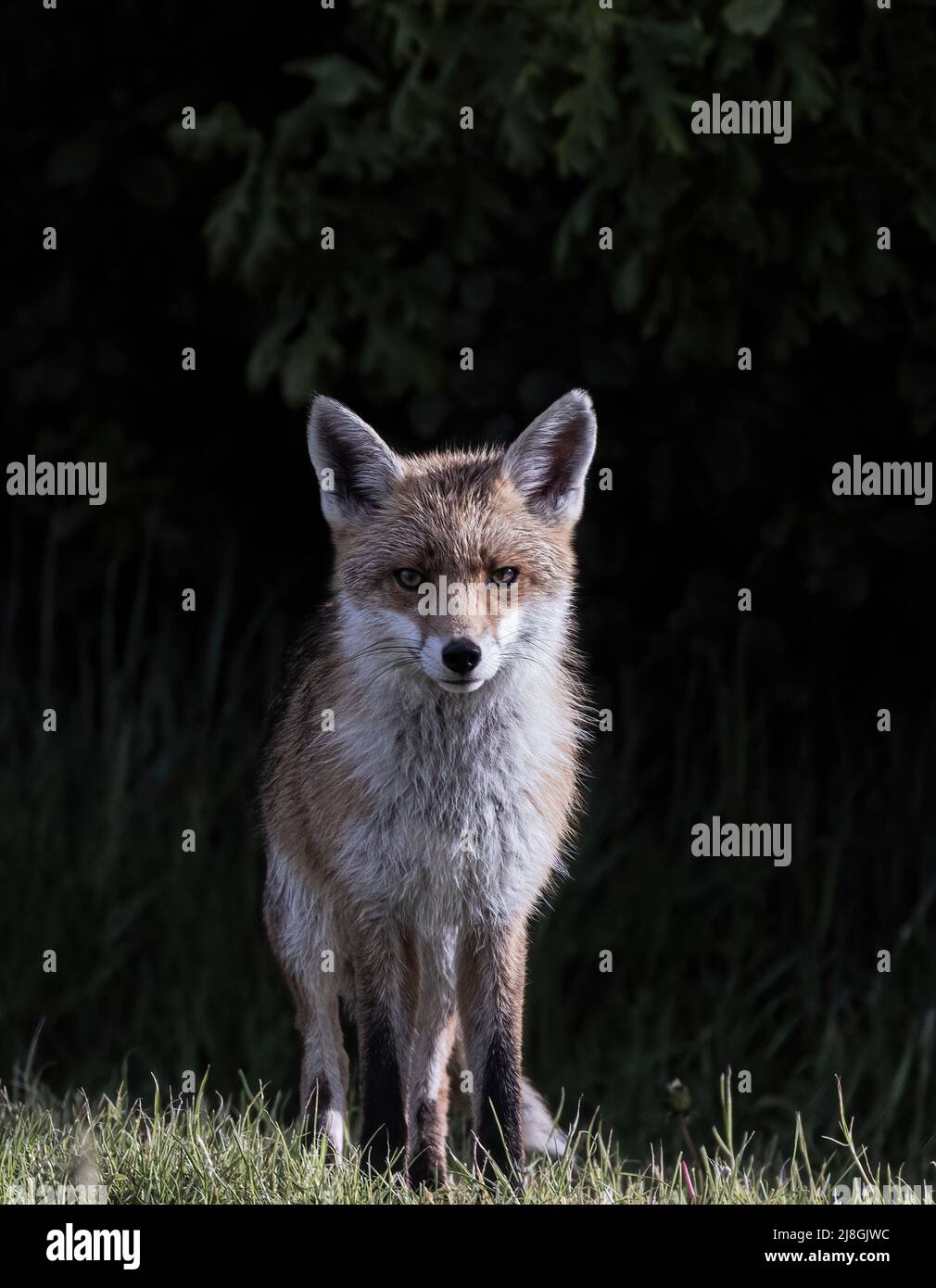 Red Fox portraits Stock Photo - Alamy