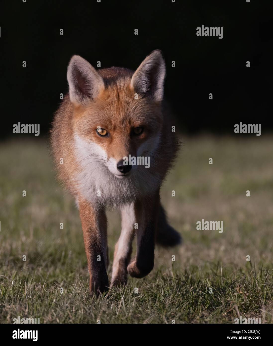 Red Fox portraits Stock Photo - Alamy