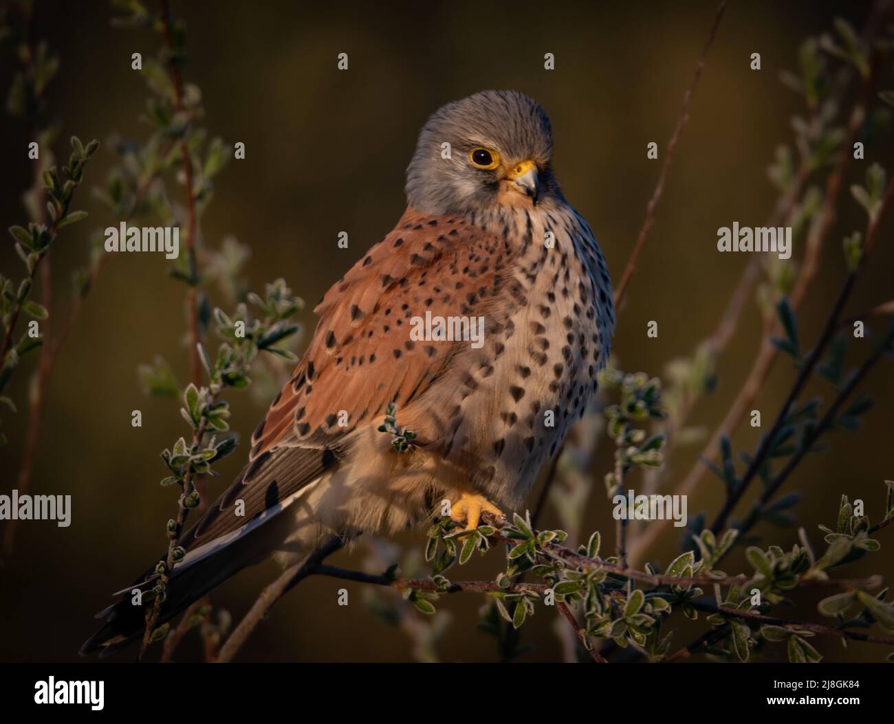 Male Kestrel sitting in a tree enjoying the evening light Stock Photo ...