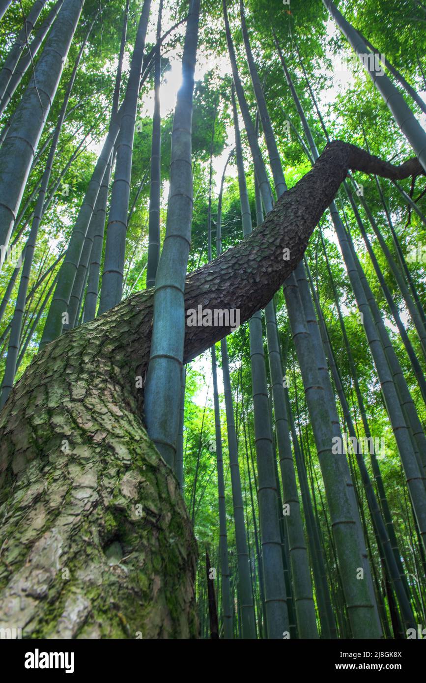 Finetree hi-res stock photography and images - Alamy