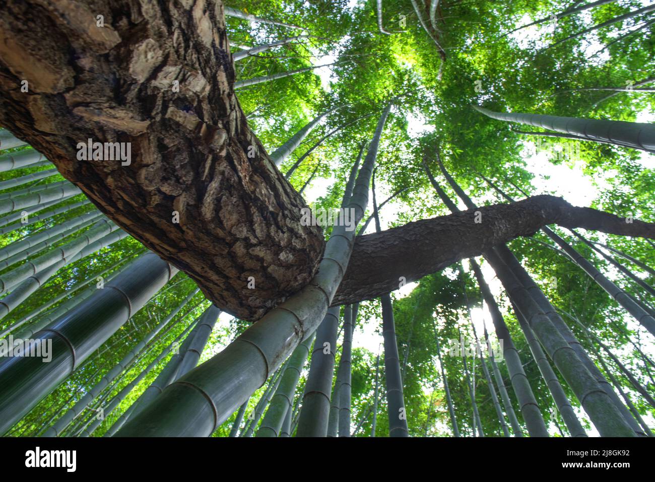 Finetree hi-res stock photography and images - Alamy