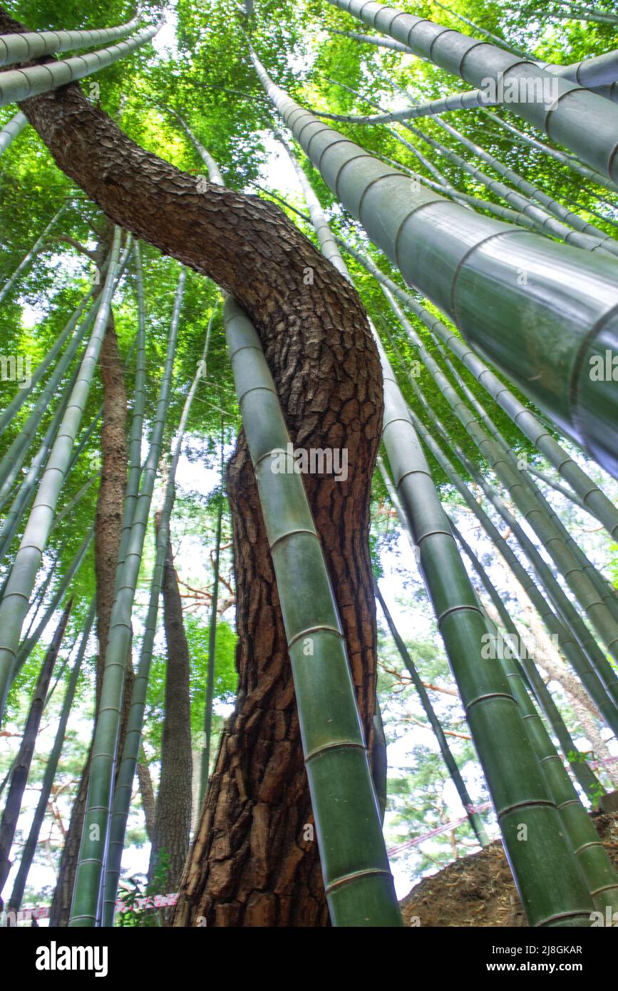 Finetree hi-res stock photography and images - Alamy