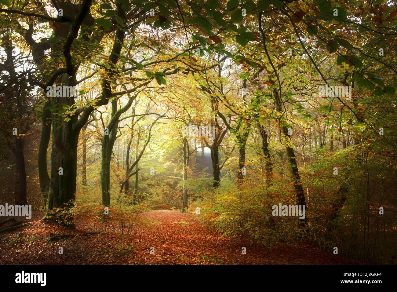 British forest hi-res stock photography and images - Alamy