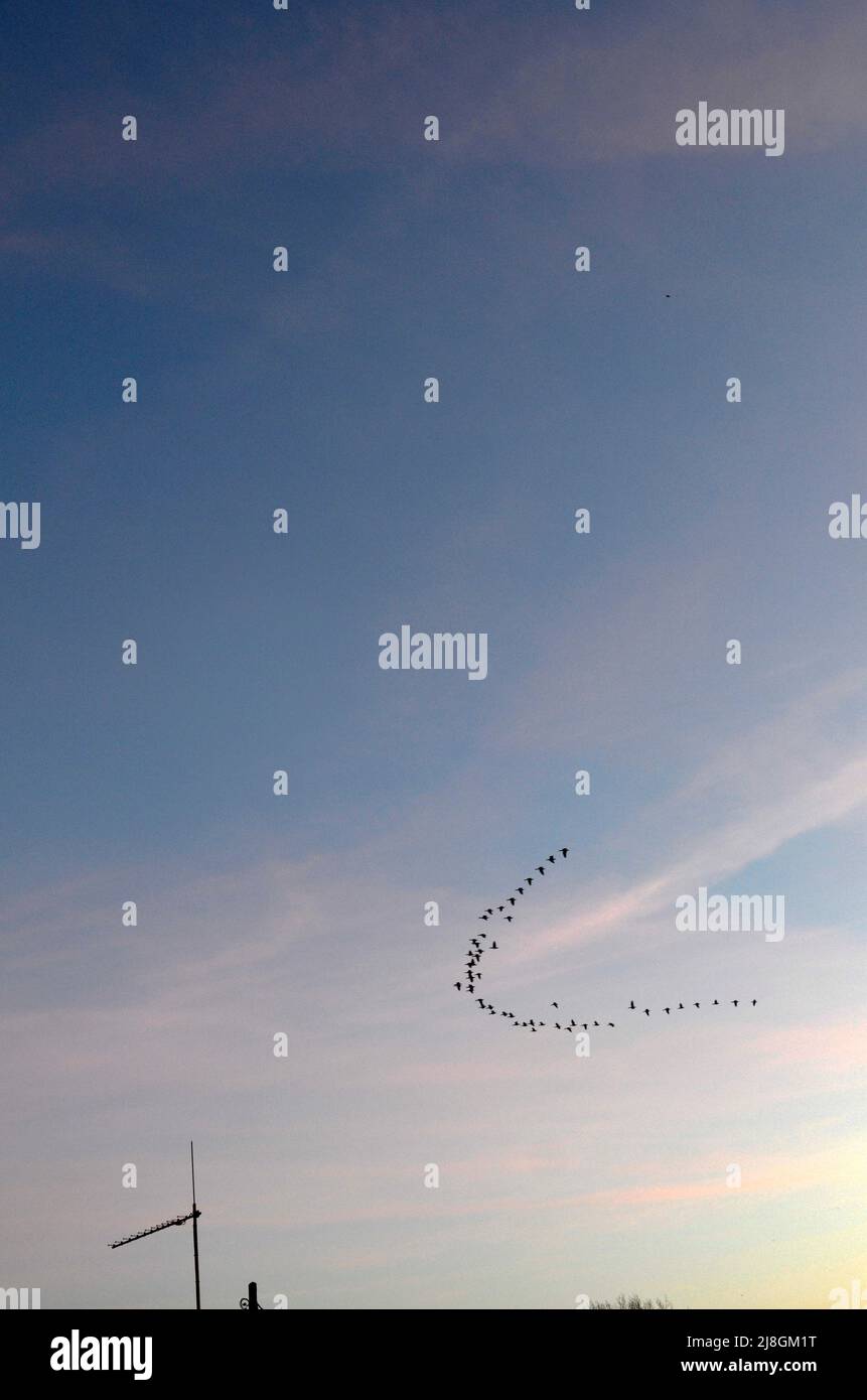 Skein birds hi-res stock photography and images - Alamy