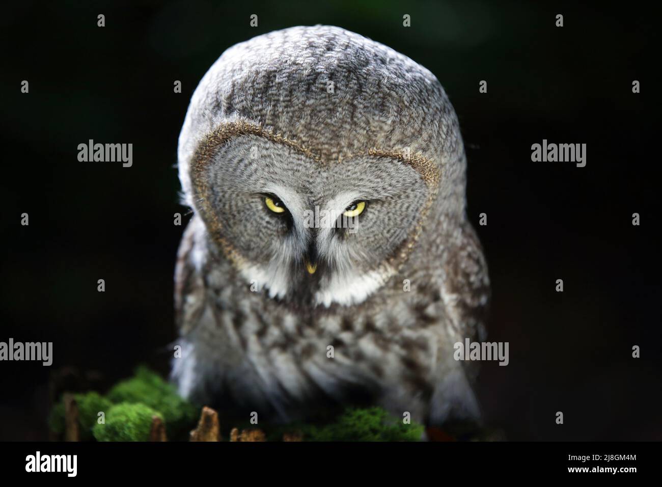 Stunning light on Great Grey Owl Stock Photo - Alamy