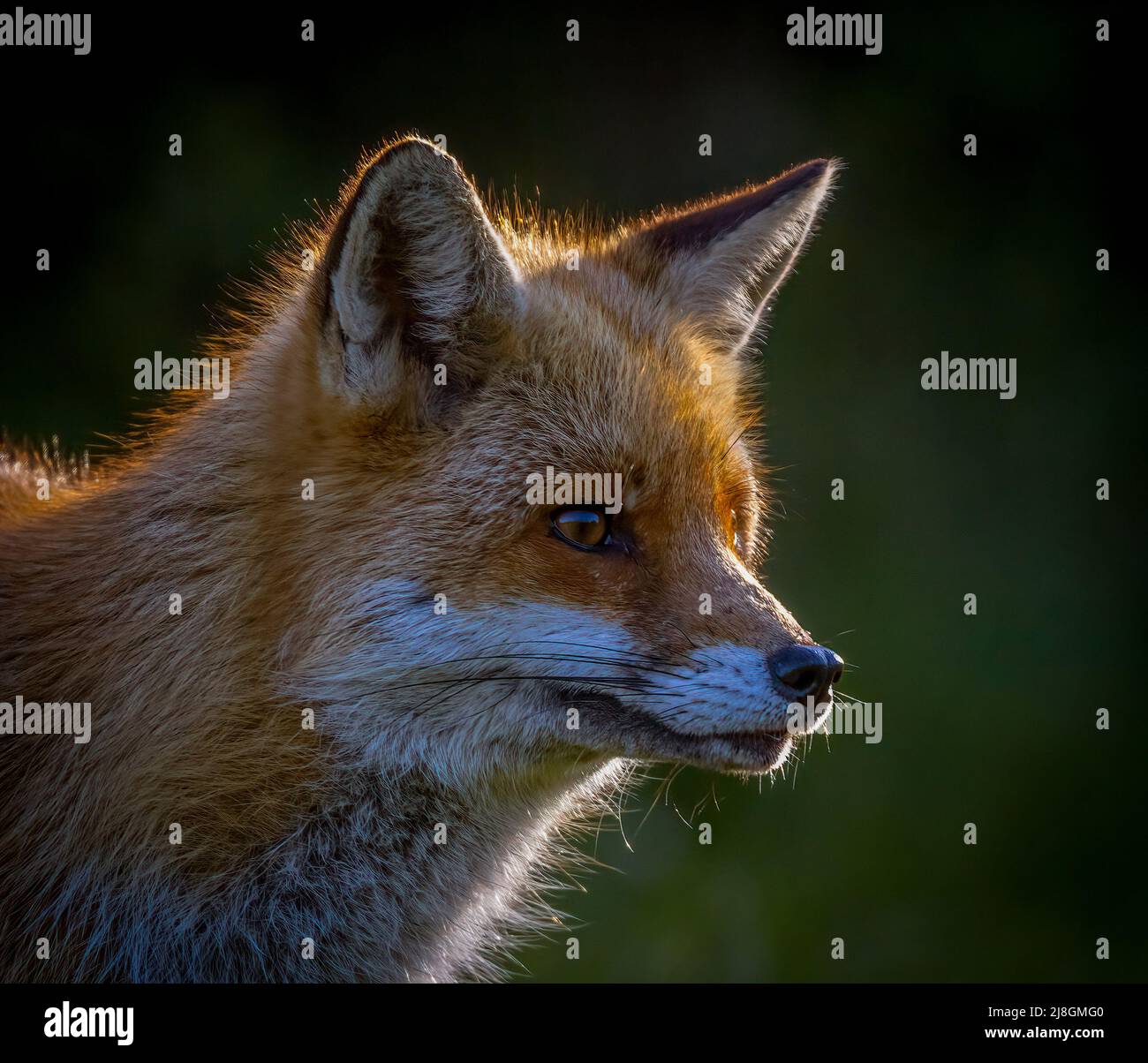 Red fox in golden light hi-res stock photography and images - Alamy