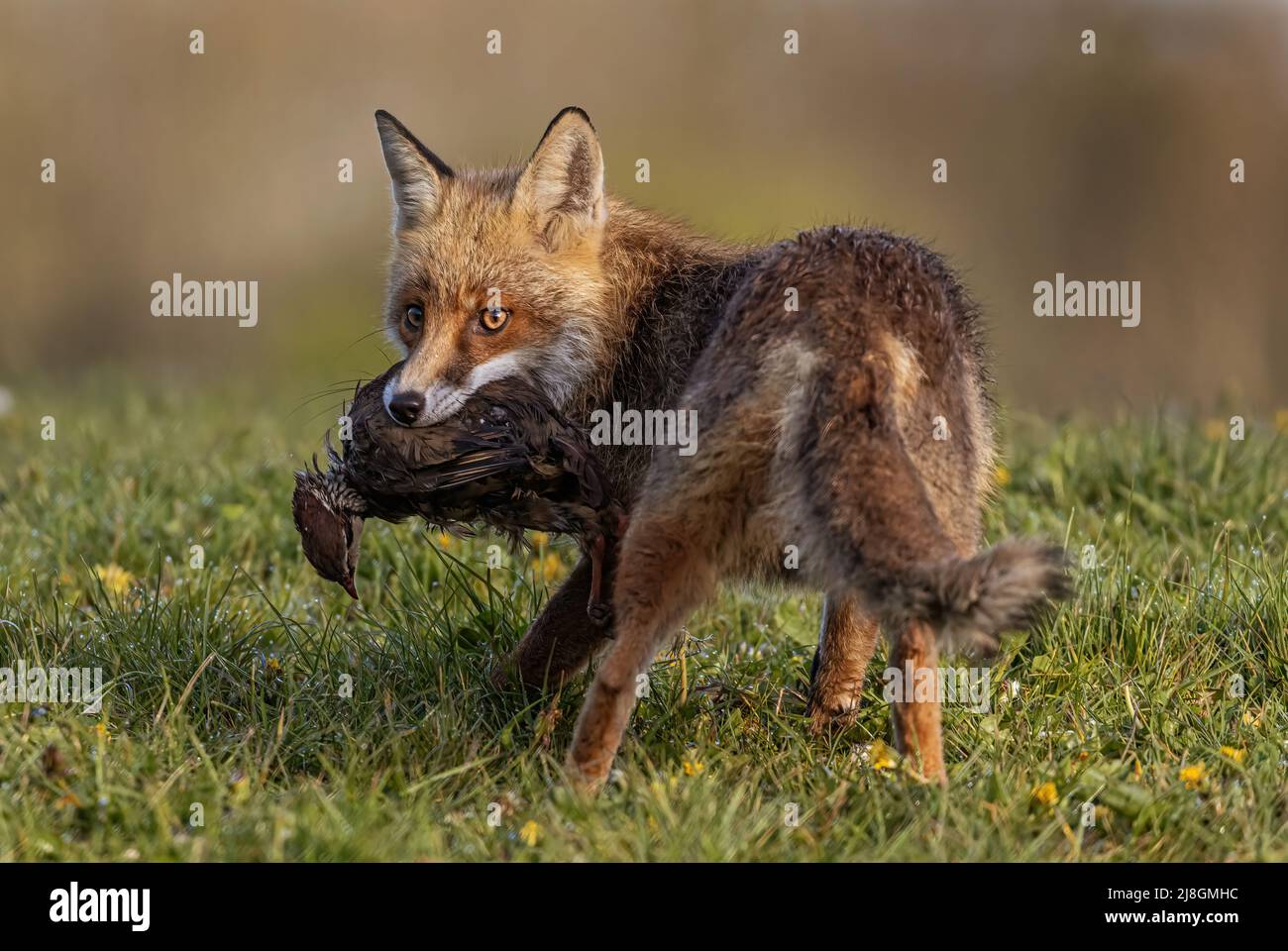 Red fox in golden light hi-res stock photography and images - Alamy