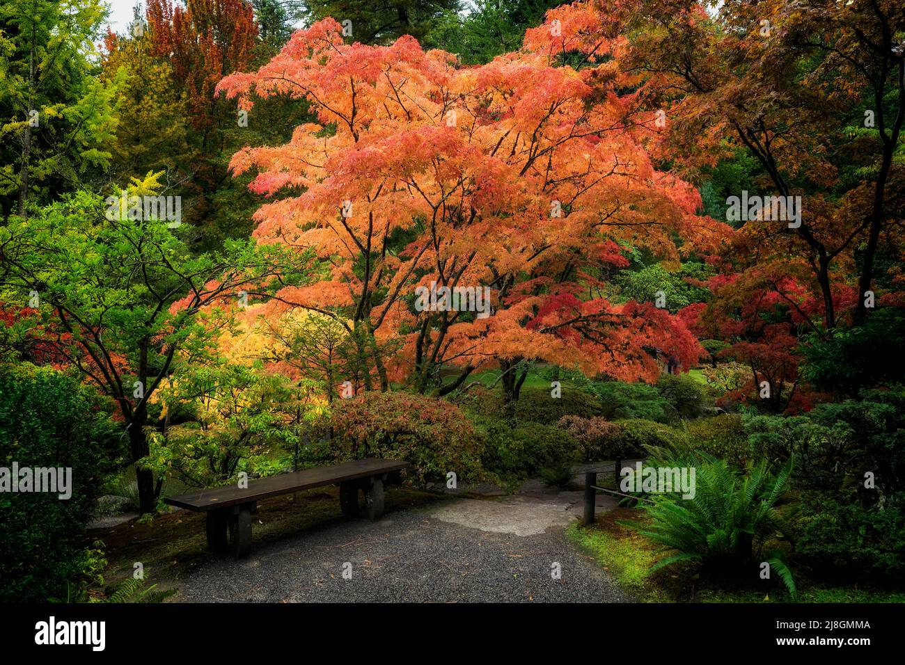 Color changing trees in japan hi-res stock photography and images - Alamy