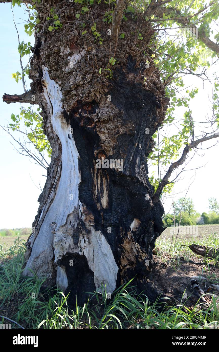 Huge tree with damaged bark. The tree was scorched by a lightning ...