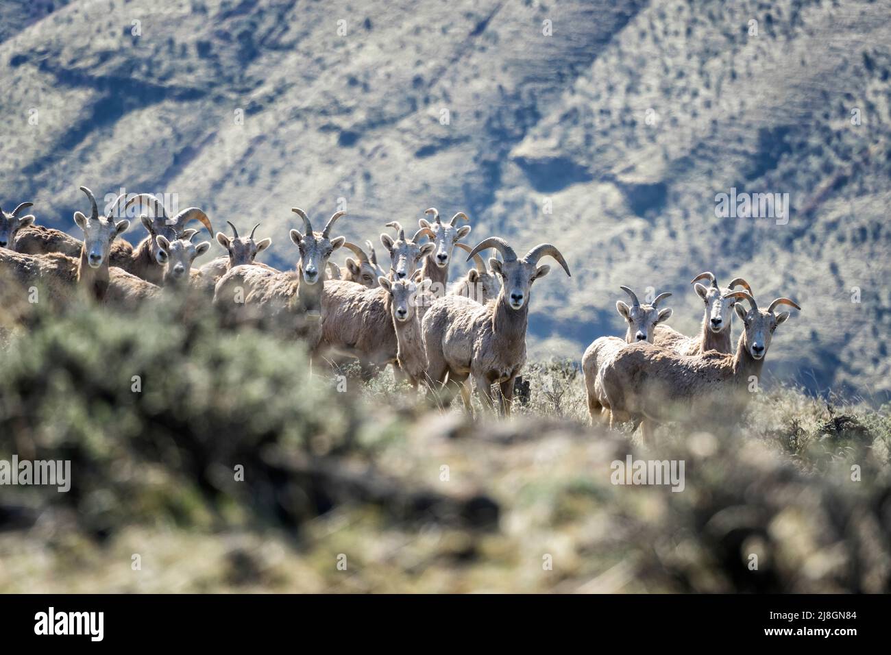 Hello sheep hi-res stock photography and images - Alamy