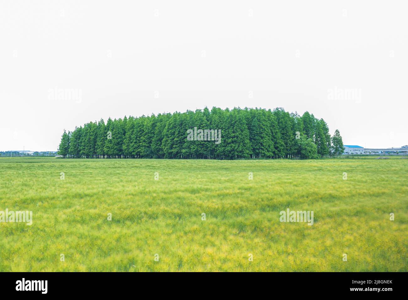 Beautiful Metasequoia forest surrounds green barley field with wind ...