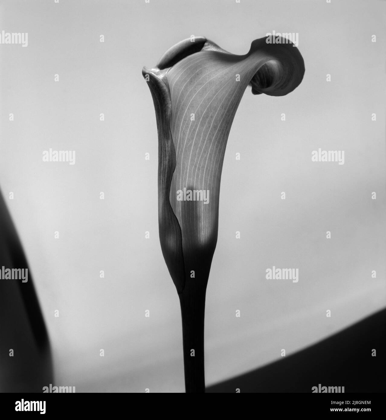 Cala ornamental hi-res stock photography and images - Alamy