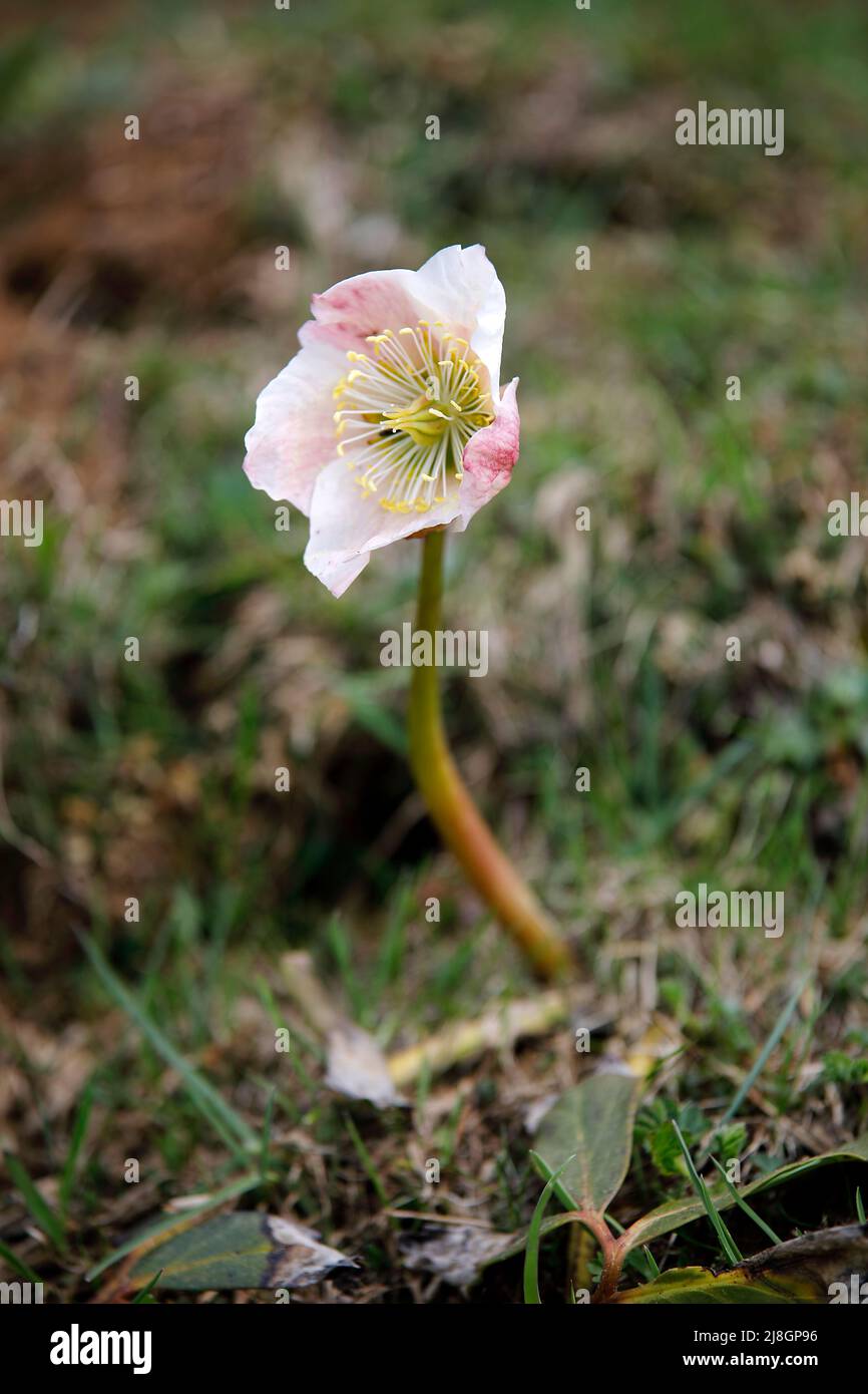 Rose of the mountain hi-res stock photography and images - Alamy