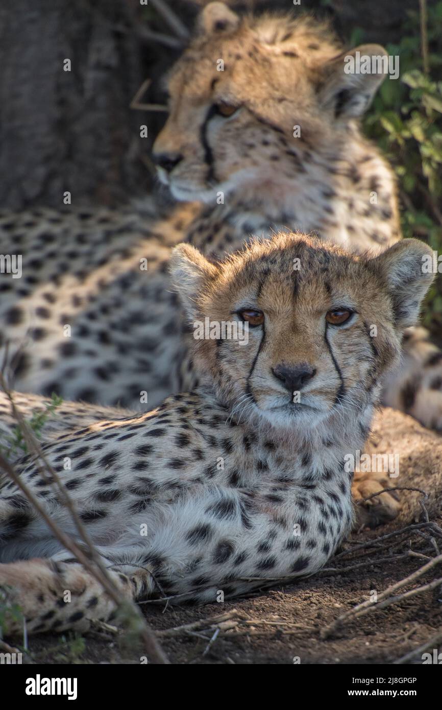 Cheetah patterned hi-res stock photography and images - Alamy