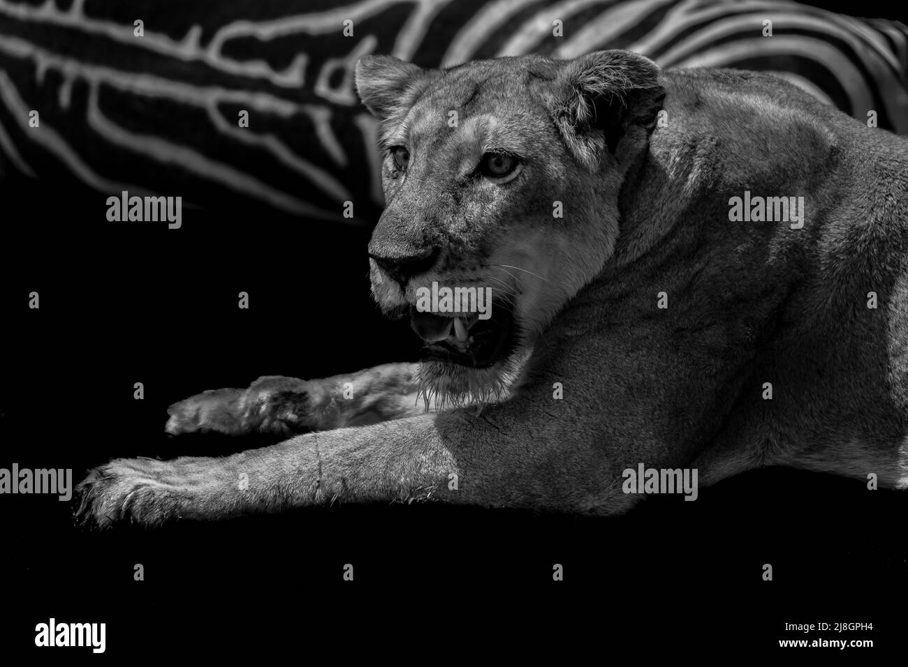 Lion and kill Black and White Stock Photos & Images - Alamy