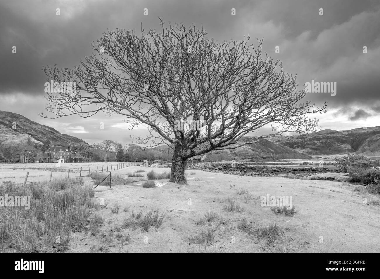 Mull tree landscape hi-res stock photography and images - Alamy