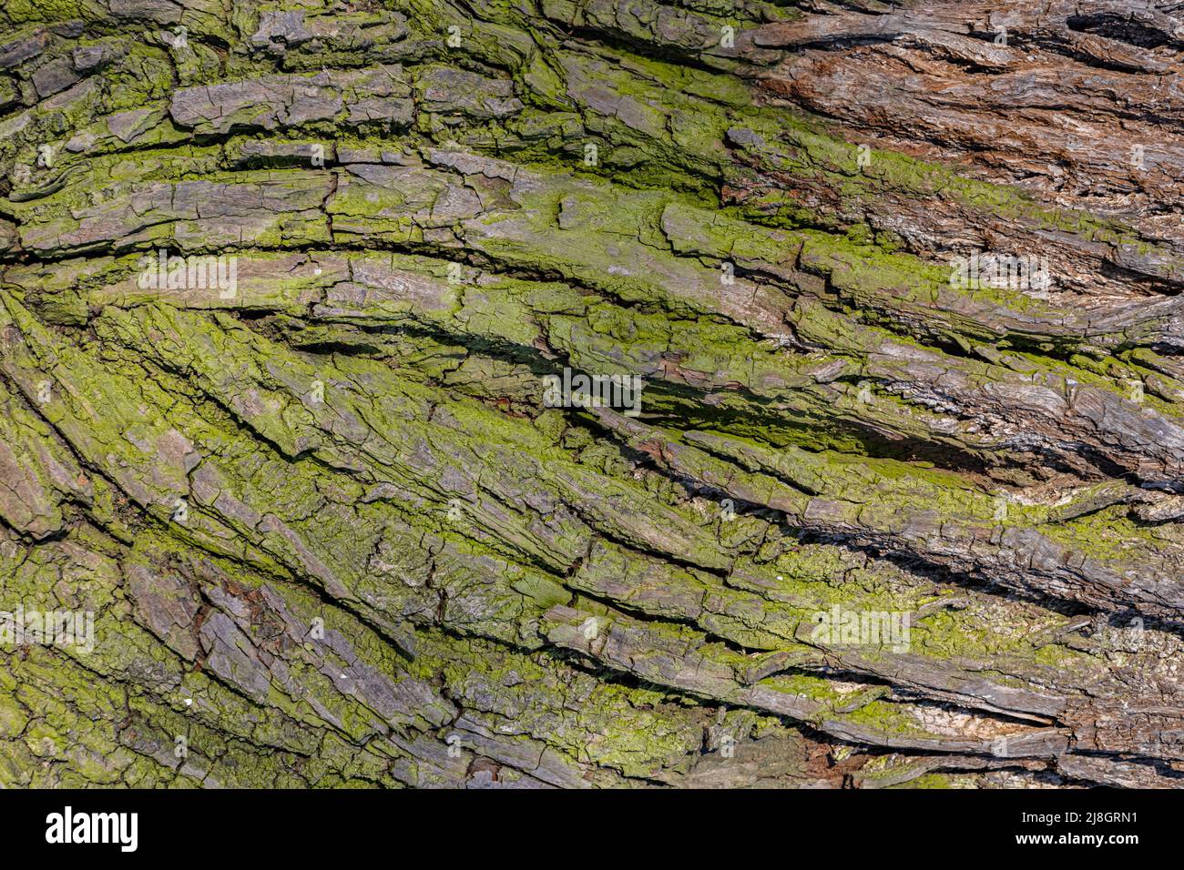 background or texture in the form of tree bark. High quality photo ...