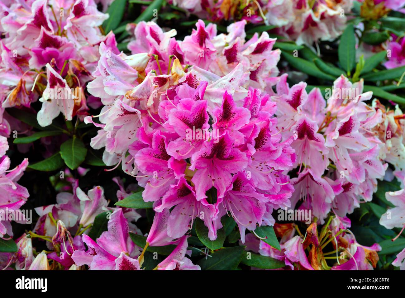 Outdoor landscape with azaleas hi-res stock photography and images - Alamy