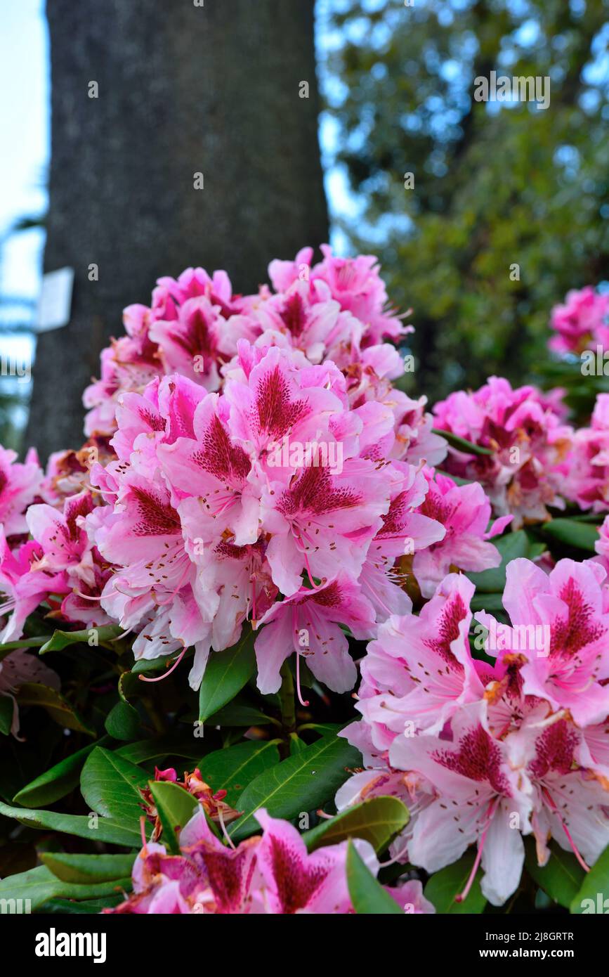 azaleas at euroflora parks in ner genoa italy Stock Photo - Alamy