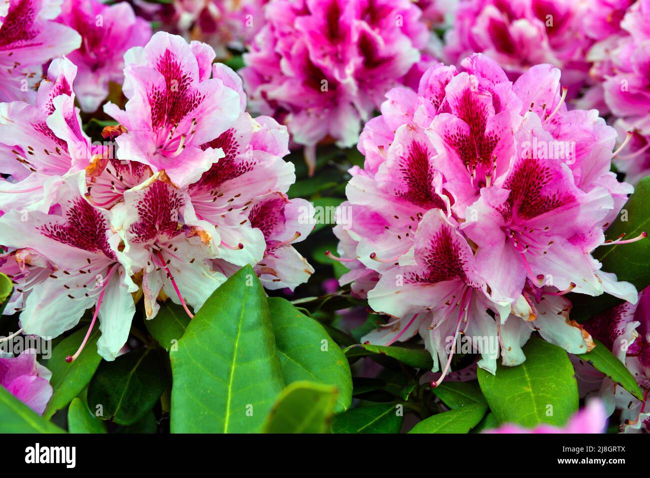 Outdoor landscape with azaleas hi-res stock photography and images - Alamy