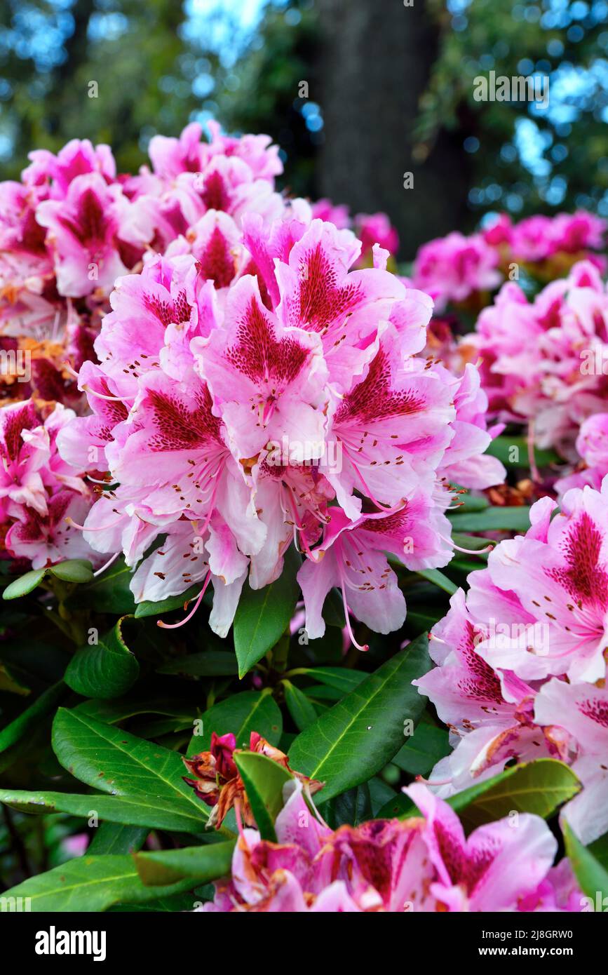 azaleas at euroflora parks in ner genoa italy Stock Photo - Alamy