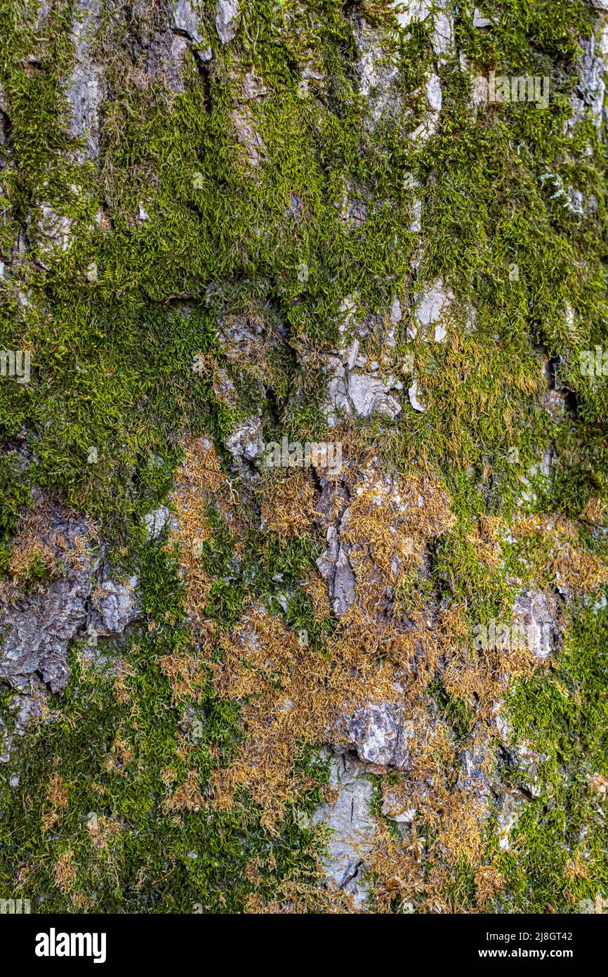 background or texture in the form of a wooden surface with moss. High ...