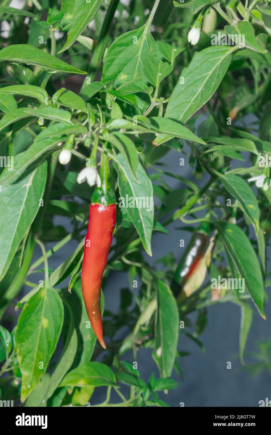 Bright red chilli peppers growing on a chilli pepper plant (Capsicum ...
