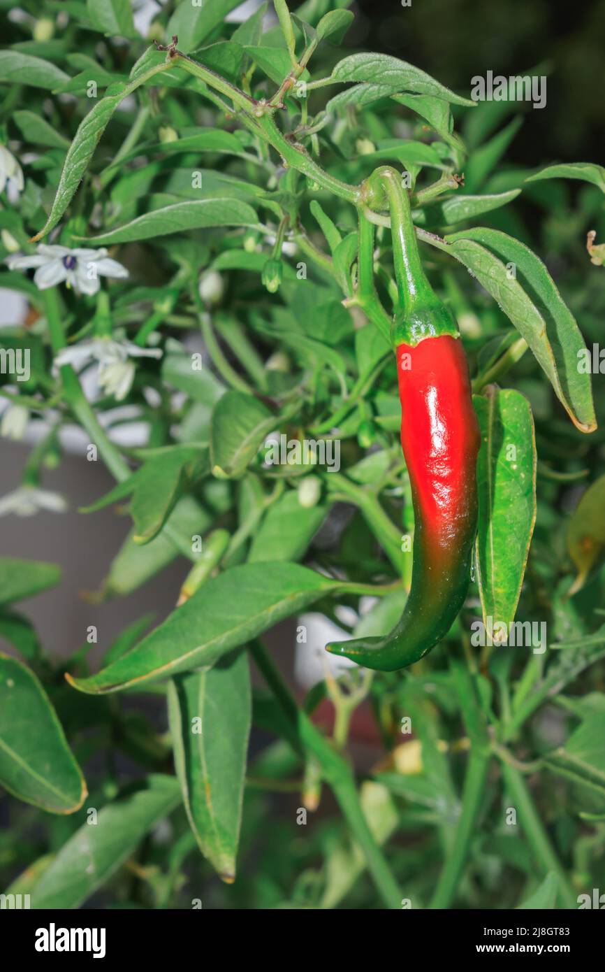 Bright red chilli peppers growing on a chilli pepper plant (Capsicum ...