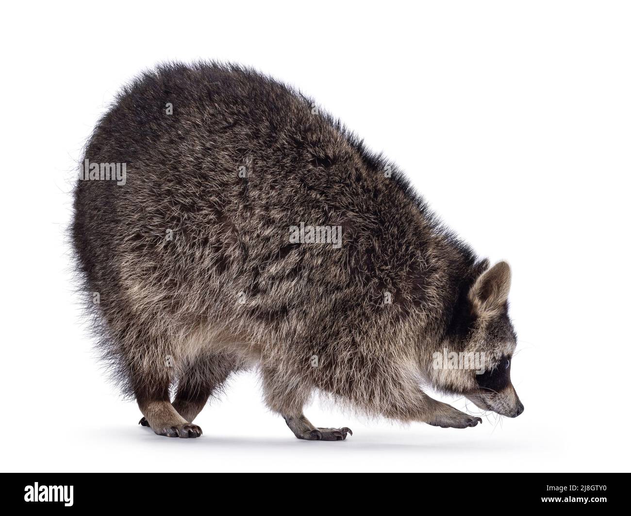 Full lenght body shot of cute Raccoon aka procyon lotor, walking side ...