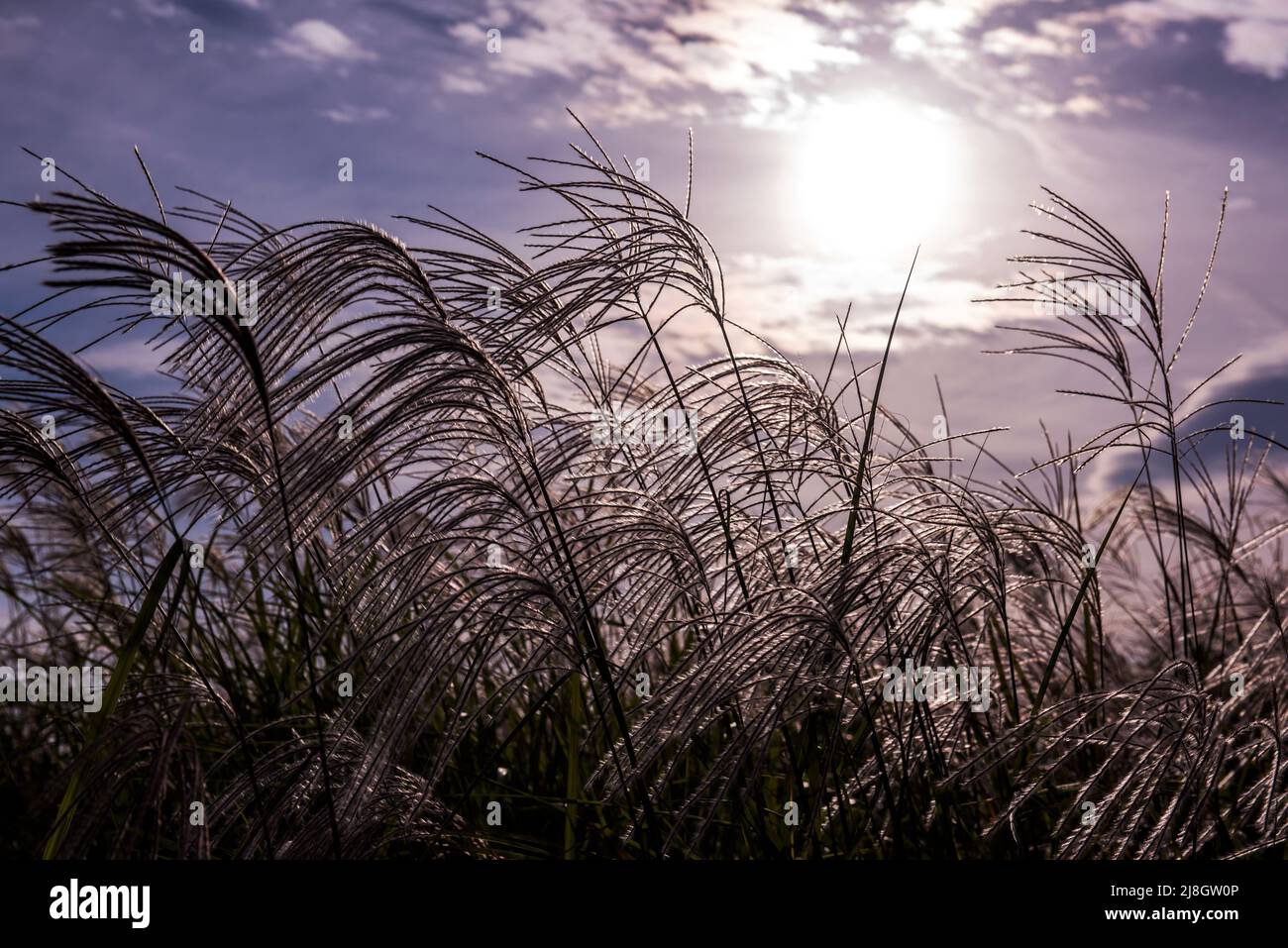 Beautiful Silver grass,Miscanthus sinensis Stock Photo - Alamy