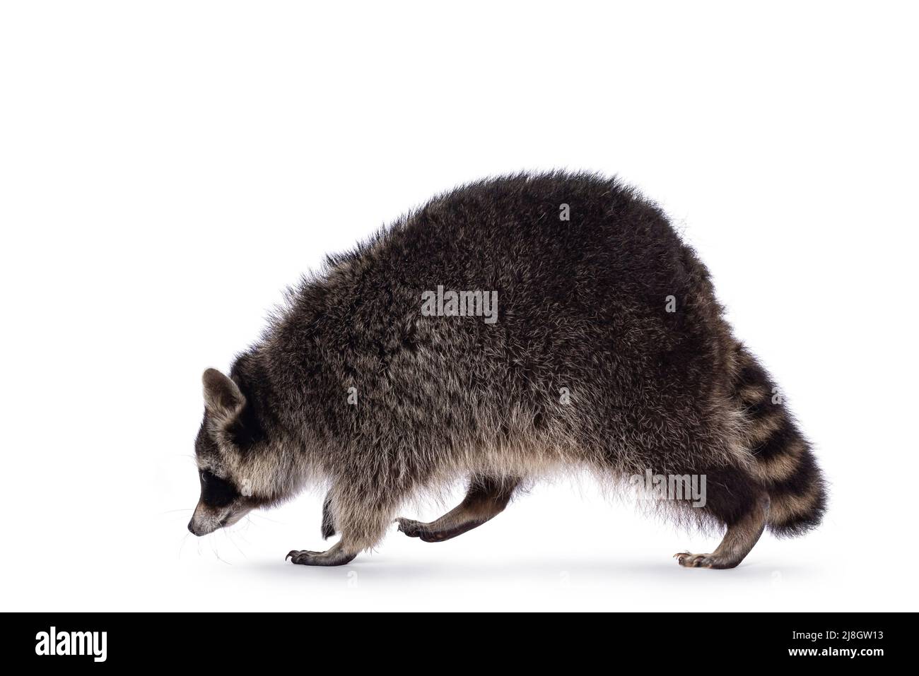 Naughty racoon Cut Out Stock Images & Pictures - Alamy