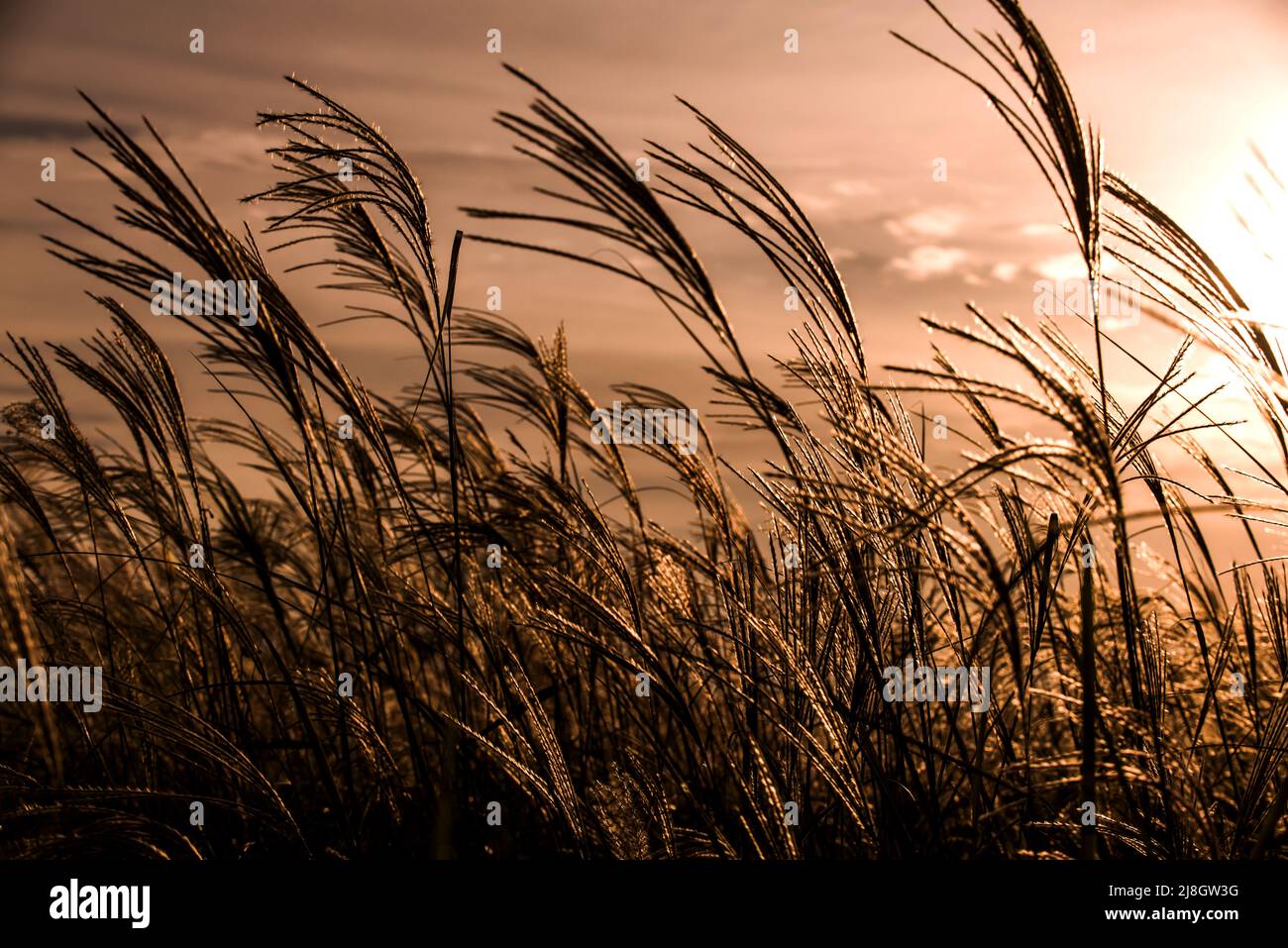 Beautiful Silver grass,Miscanthus sinensis Stock Photo - Alamy