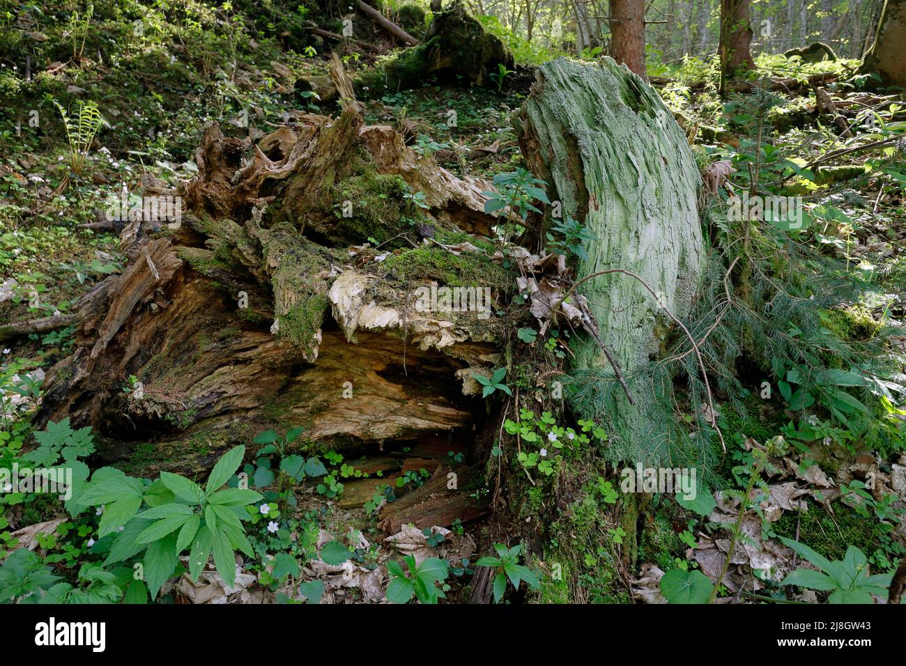 Rotting tree forest hi-res stock photography and images - Alamy