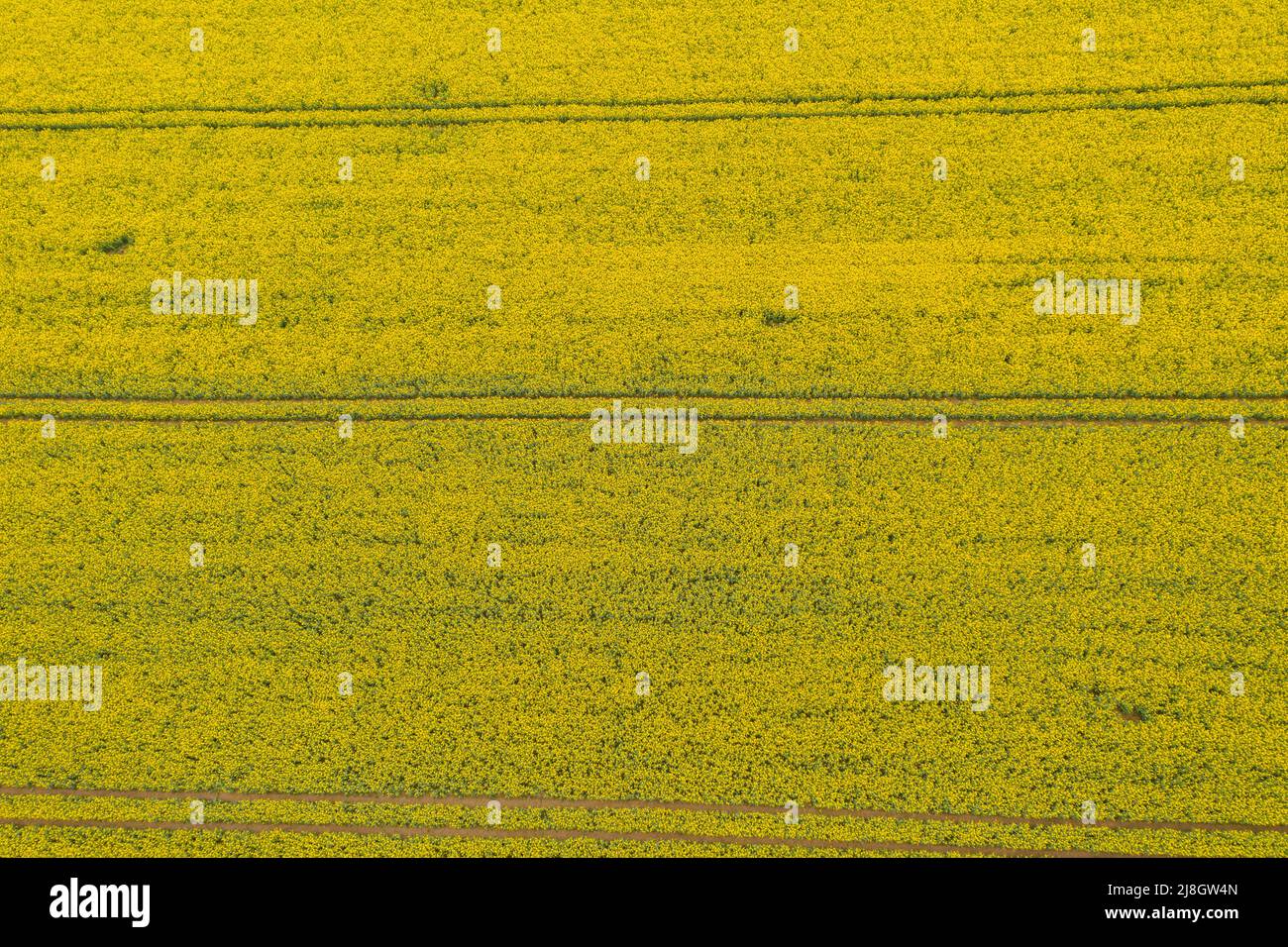 A field covered with blooming oilseed rape. Rapeseed flowers ...