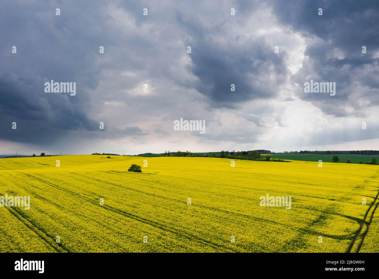 Sunny day. A field covered with yellow-blooming rapeseed. The sky is partially covered with dark ...