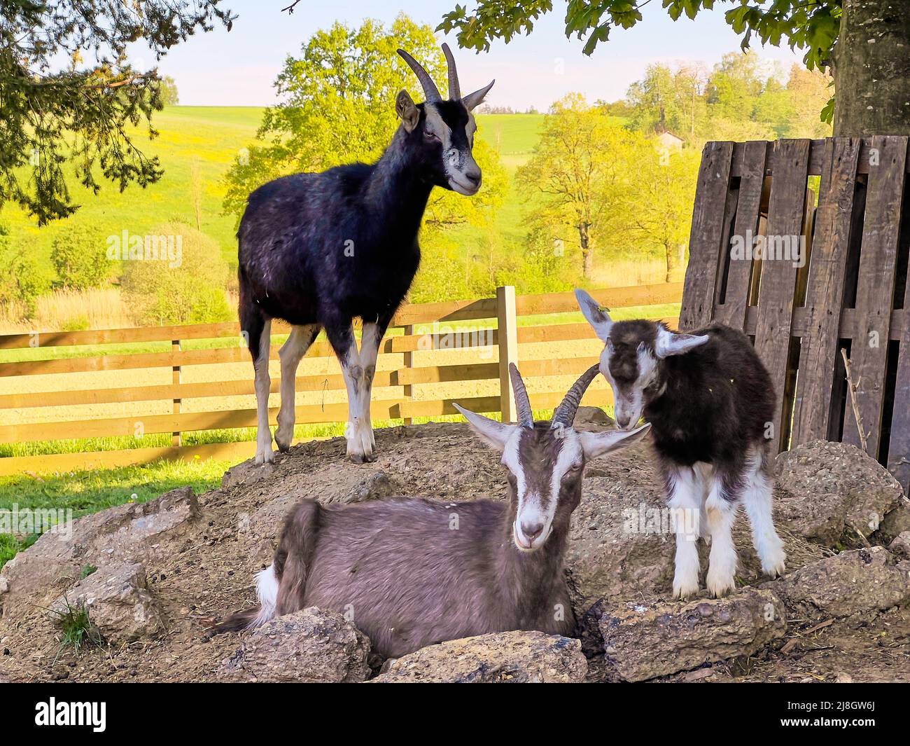 Baby point goats hi-res stock photography and images - Alamy