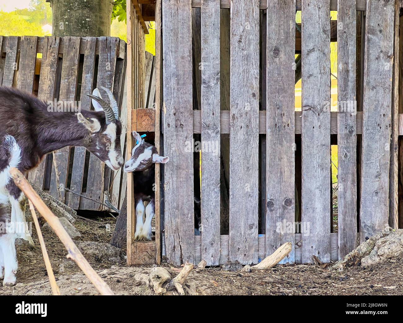 Baby point goats hi-res stock photography and images - Alamy