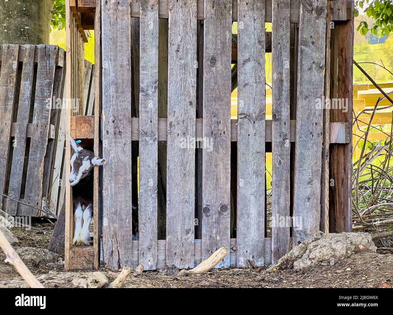 Baby point goats hi-res stock photography and images - Alamy