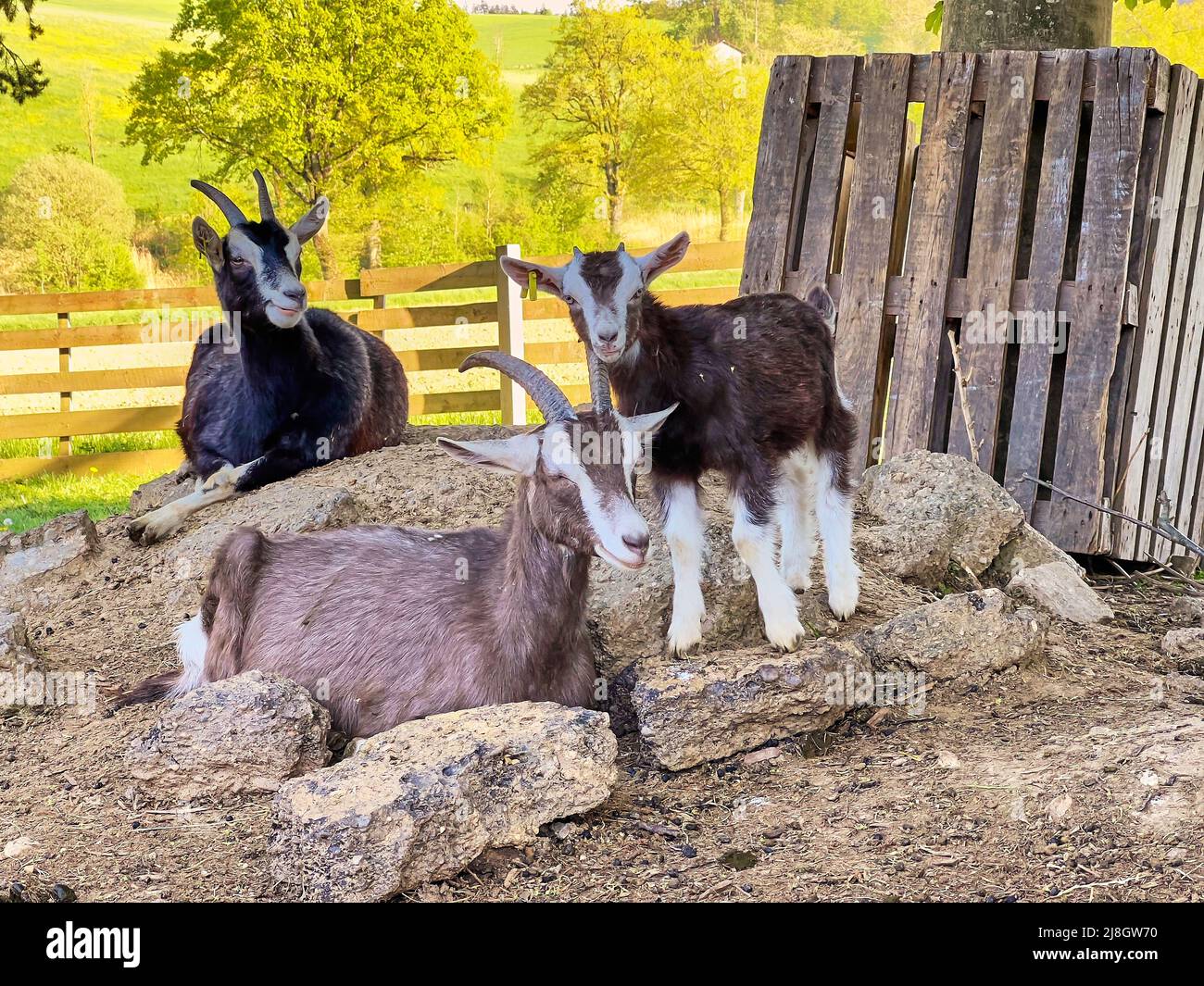 Baby point goats hi-res stock photography and images - Alamy