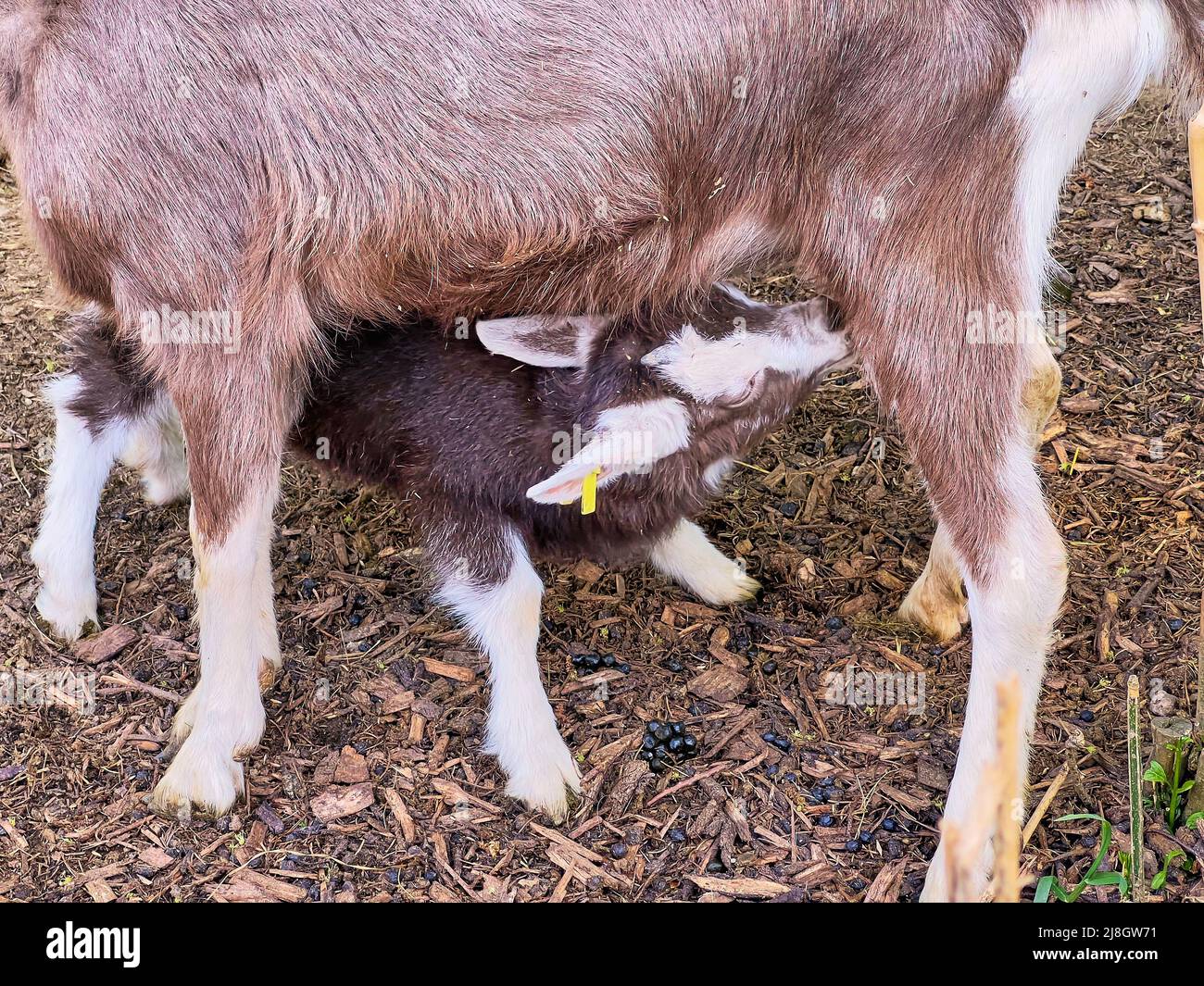 Baby ziege hi-res stock photography and images - Alamy