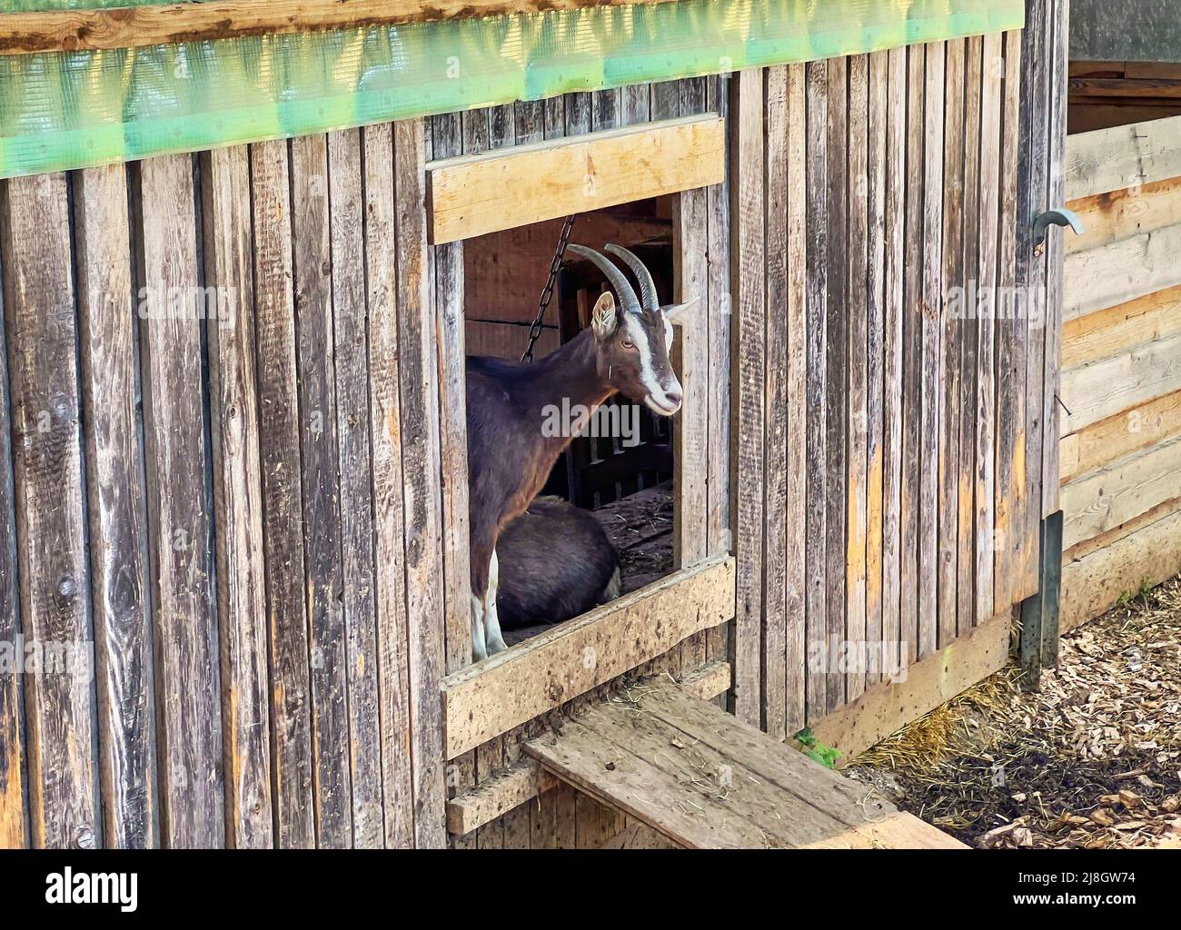Baby point goats hi-res stock photography and images - Alamy