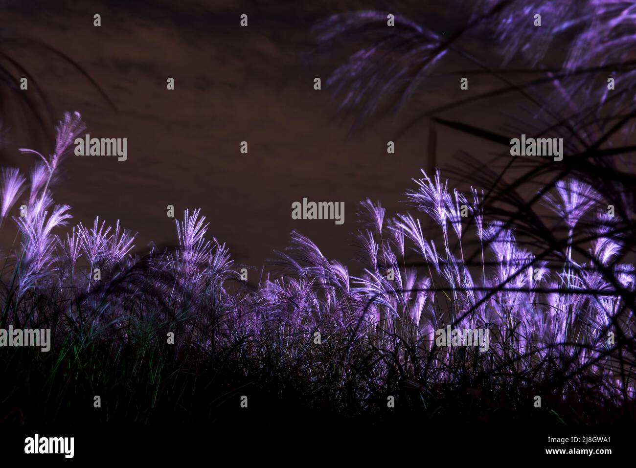 Beautiful night view Silver grass,Miscanthus sinensis Stock Photo - Alamy