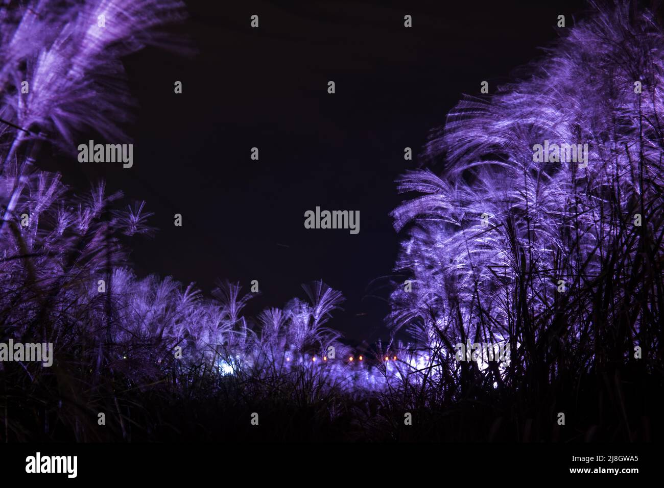 Beautiful night view Silver grass,Miscanthus sinensis Stock Photo - Alamy