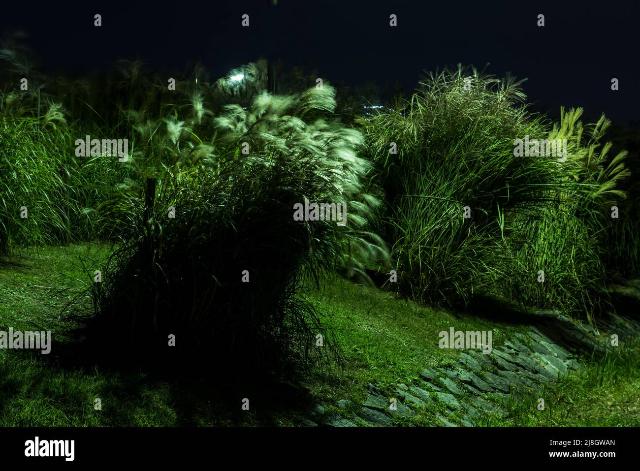 Beautiful night view Silver grass,Miscanthus sinensis Stock Photo - Alamy