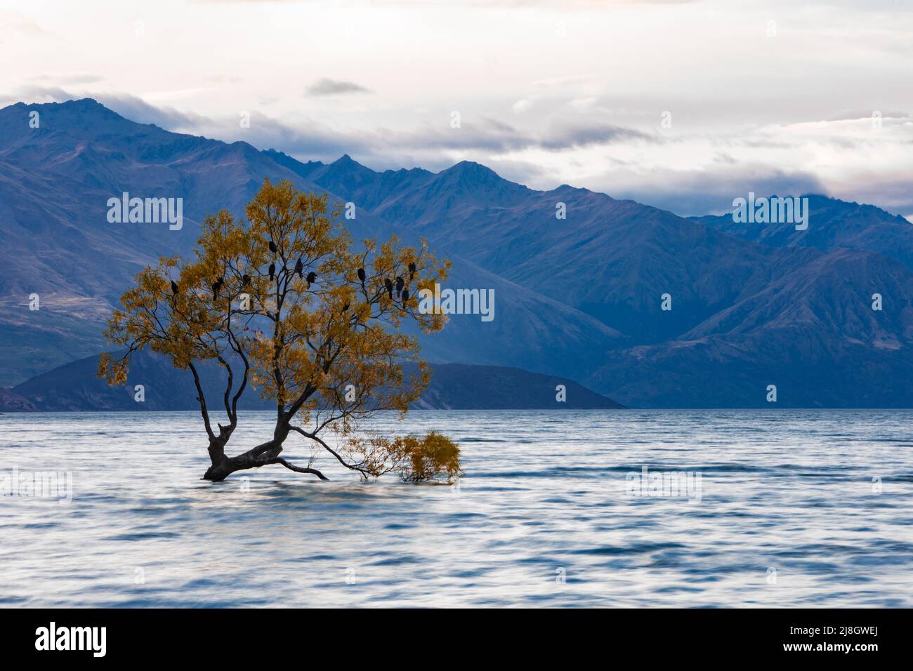 The Wanaka Tree in New Zealand Stock Photo - Alamy