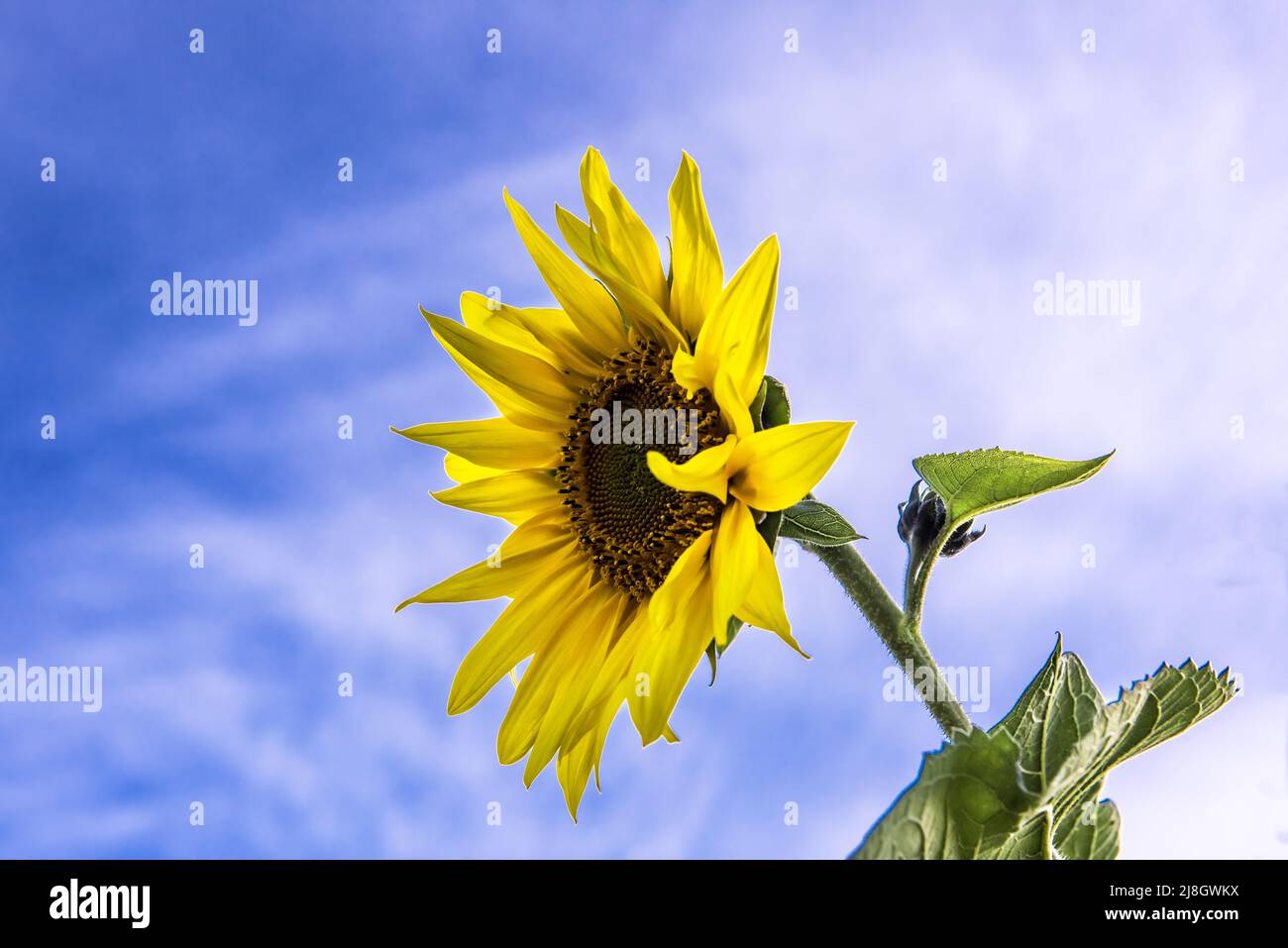 The beautiful sun flower background blue sky with clouds Stock Photo ...